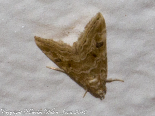 Cabbage Webworm Moth | Project Noah
