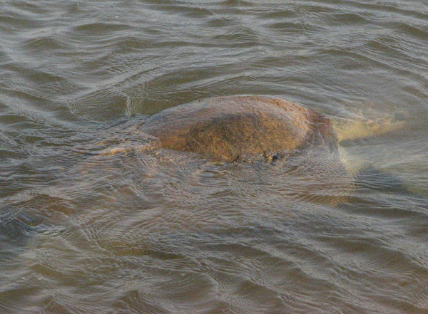 Olive Ridley Turtle | Project Noah