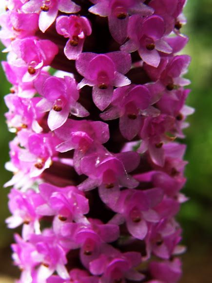 Arpophyllum gigante | Project Noah