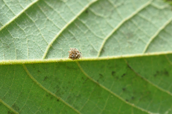 Lacewing Nymph? | Project Noah