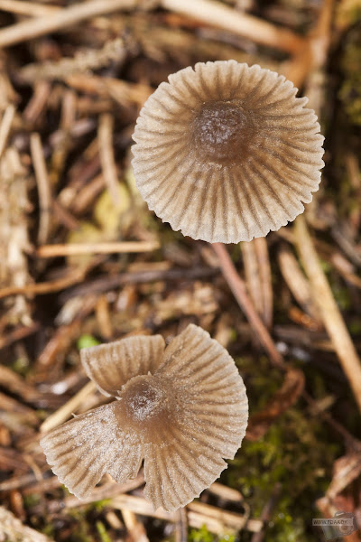 Mycena species | Project Noah