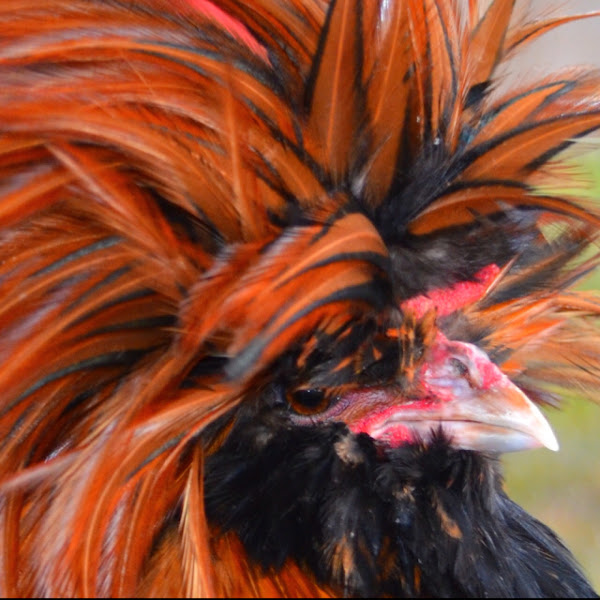 Polish Rooster | Project Noah