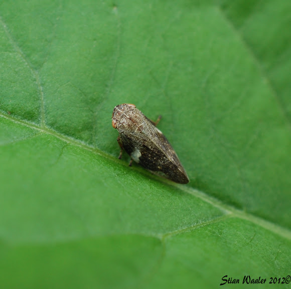 European Alder Spittlebug | Project Noah