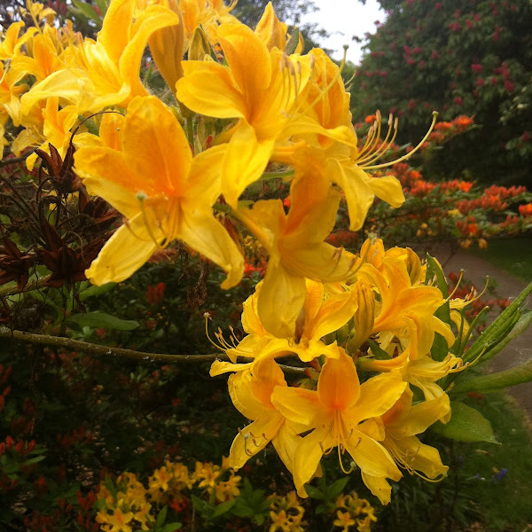 Azalea | Project Noah