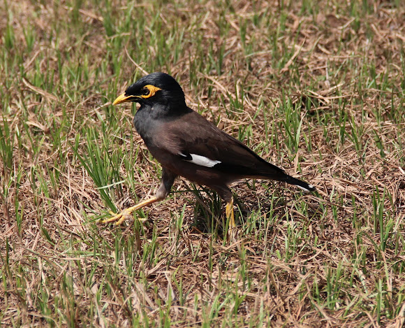 Common Myna | Project Noah