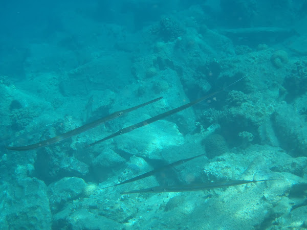 Cornet fish | Project Noah