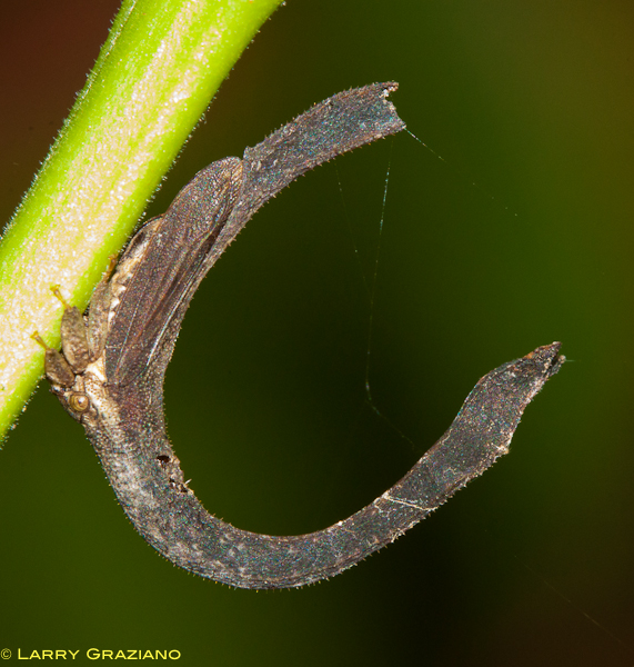 Horse-shoe Shaped Treehopper | Project Noah