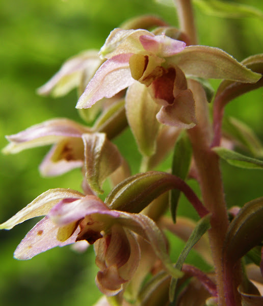 Broad-leaved Helleborine orchid | Project Noah