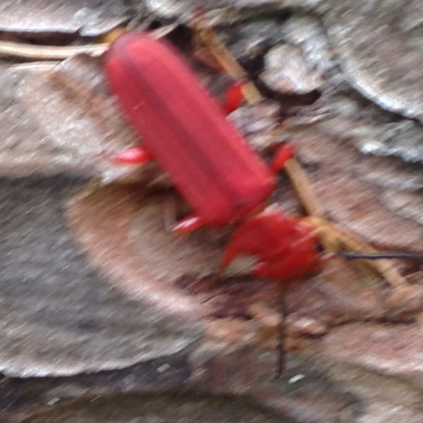 Red Flat Bark Beetle | Project Noah