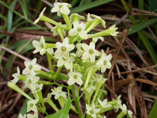 Tarenna | Project Noah