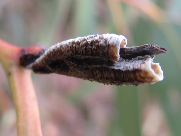 Tube Spittle Bug (cocoon) | Project Noah