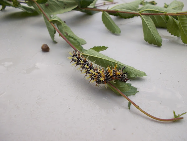 Question Mark caterpillar | Project Noah