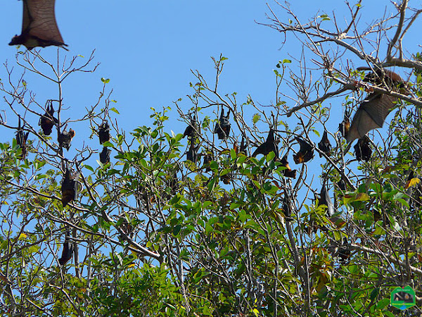 Small-island Flying Fox | Project Noah