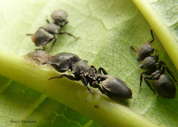 Myrmicine ants | Project Noah