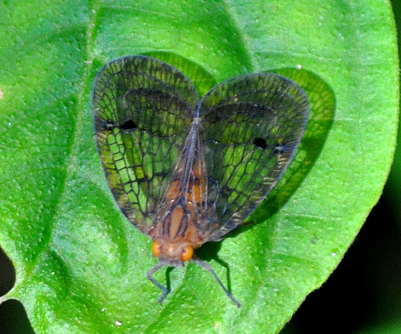 Net-winged Hopper | Project Noah