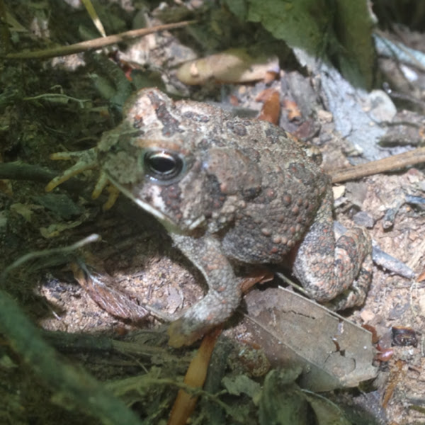 Fowler's Toad | Project Noah