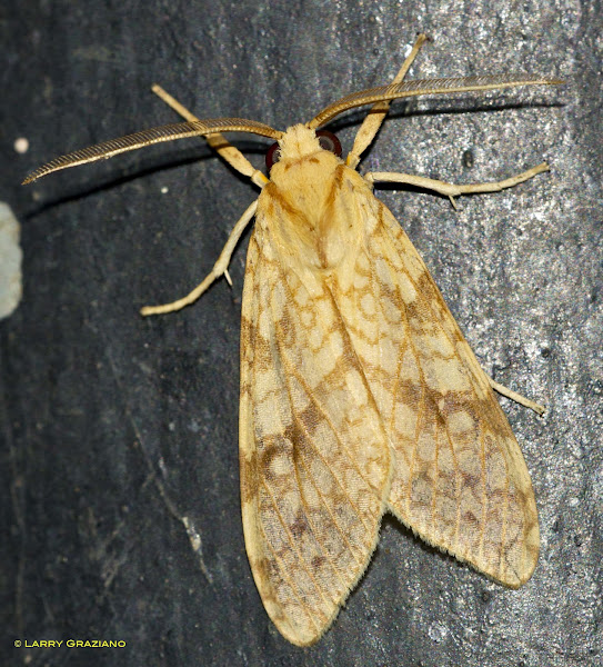 Lophocampa Moth | Project Noah