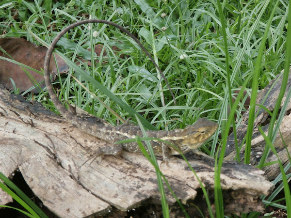 Forest Crested Lizard | Project Noah