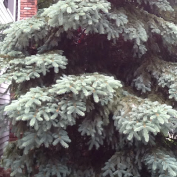 Pine tree | Project Noah