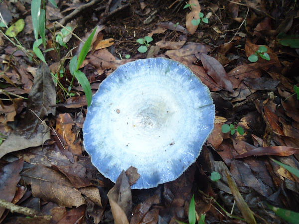 Lactarius indigo | Project Noah