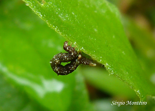 Geometer caterpillar | Project Noah
