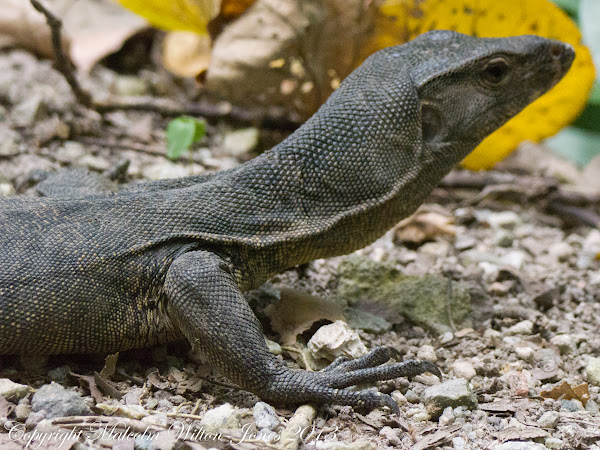 Malayan Water Monitor | Project Noah