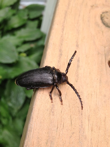 Black Bettle | Project Noah