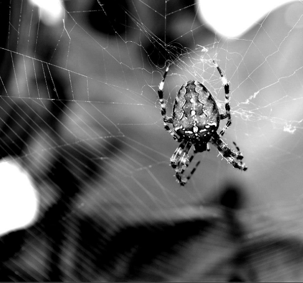 spider | Project Noah