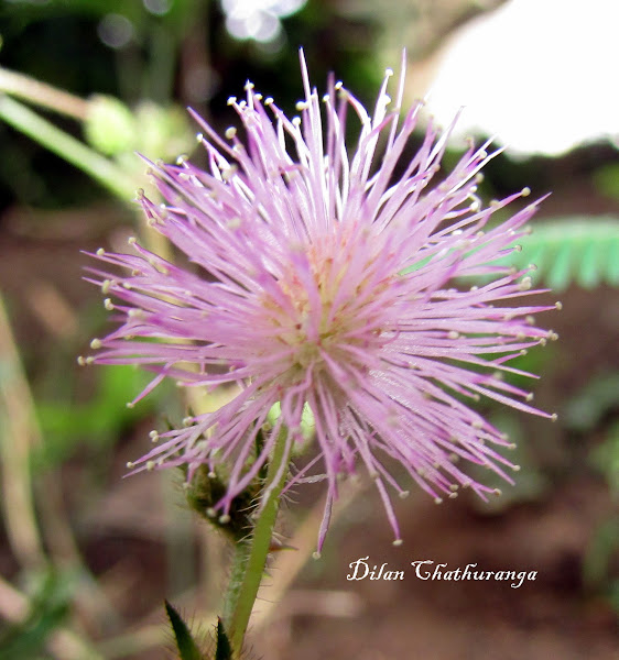 Flower of Sensitive plant | Project Noah