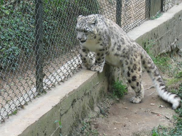 Snow Leopard | Project Noah