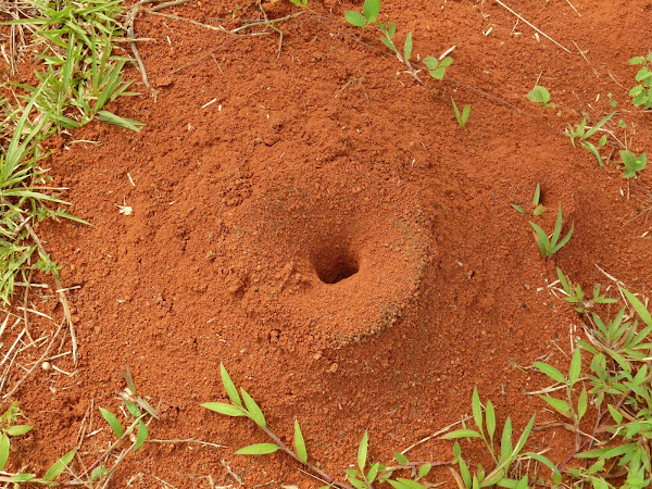 Leaf cutter ant nest | Project Noah