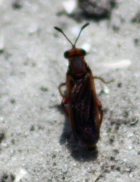 Mydas Fly | Project Noah