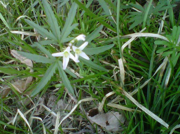 Cutleaf toothwort | Project Noah