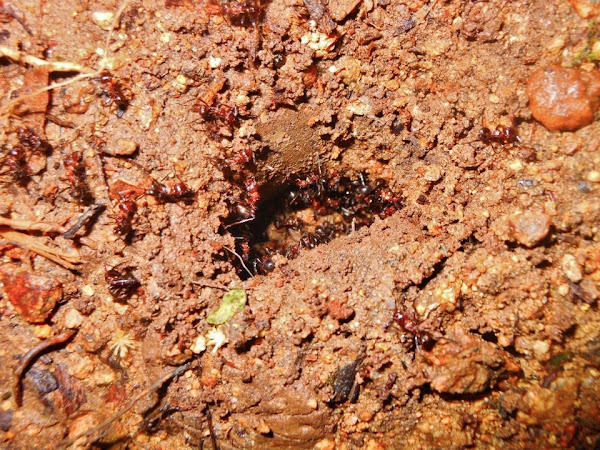 Army Ants | Project Noah