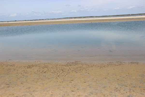 Atlantic Sand Fiddler Crab | Project Noah