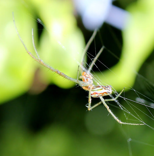 Festive Vlei Spider | Project Noah