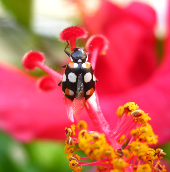 Spotting | Project Noah