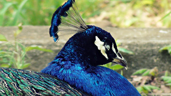 Peacock | Project Noah