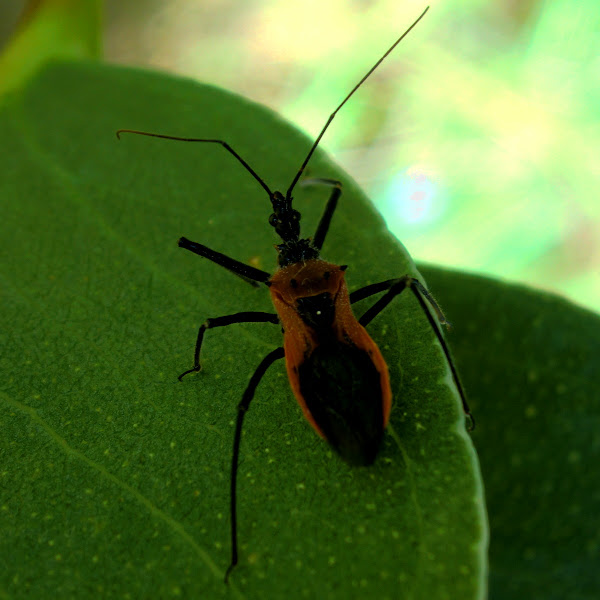 Assassin bug | Project Noah