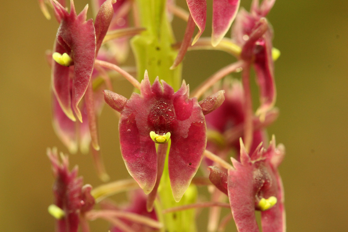 Malaxis | Project Noah