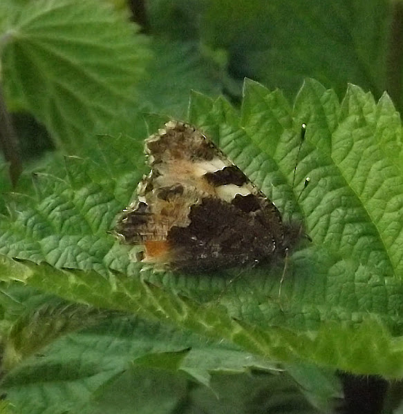 small Tortoise shell Butterfly-closed | Project Noah