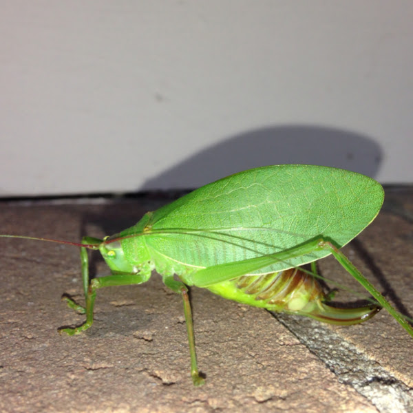 True Katydid | Project Noah