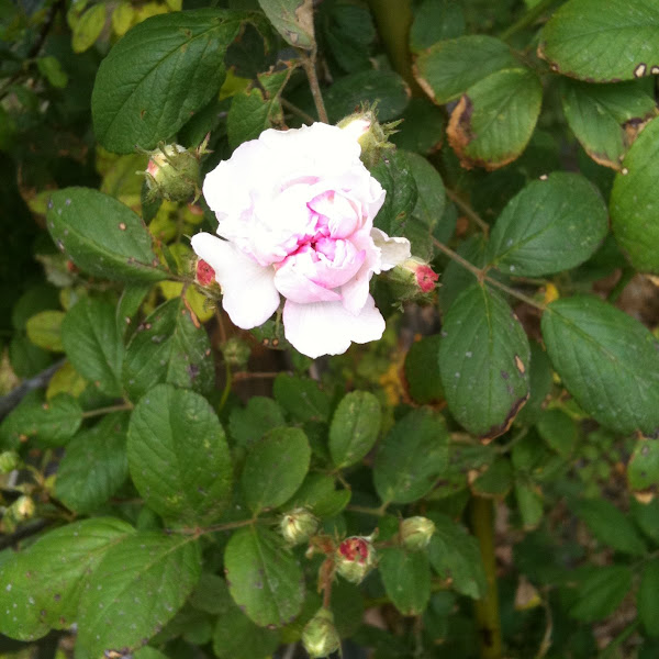 Seven Sisters Rose | Project Noah