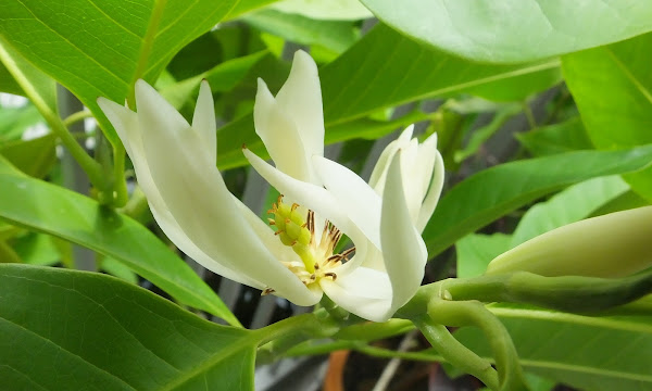 White Chempaka | Project Noah