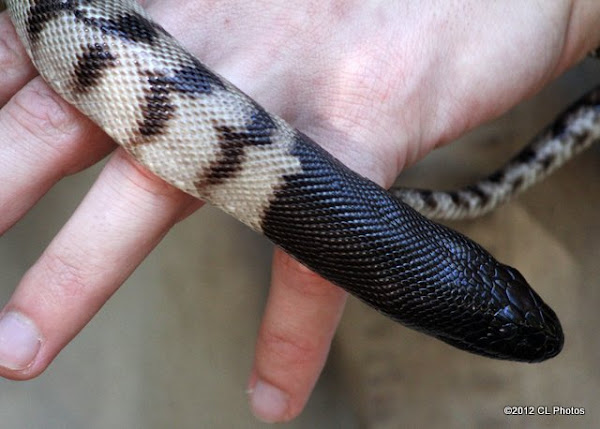 BLACK HEADED PYTHONS | Project Noah