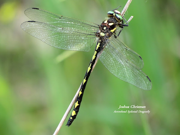 Arrowhead Spiketail Dragonfly | Project Noah