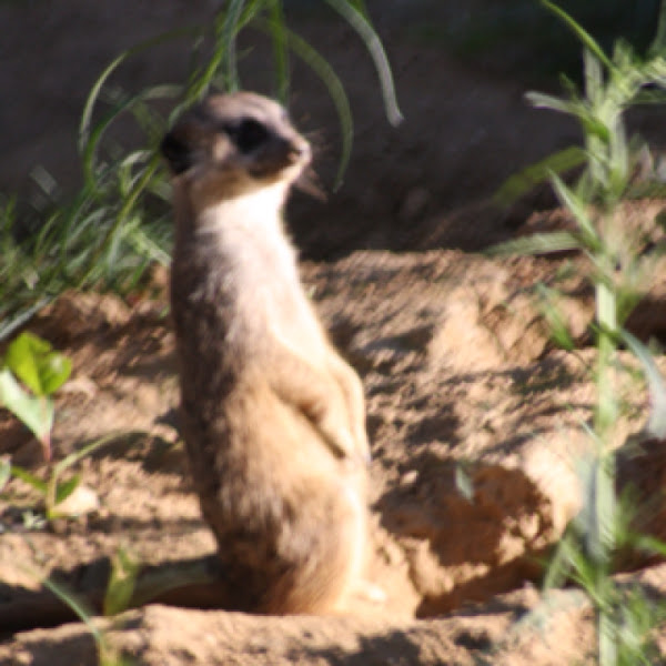 Meerkat | Project Noah