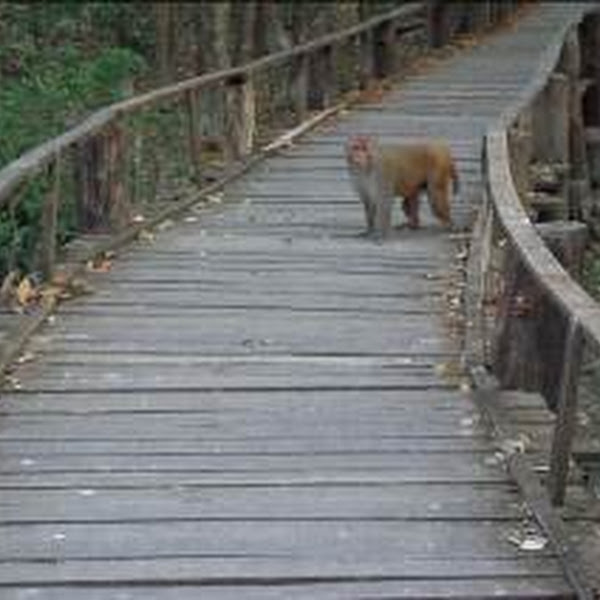 flora and fauna of Sundarban mangrove forest | Project Noah