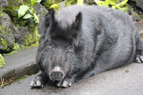 Feral pig | Project Noah