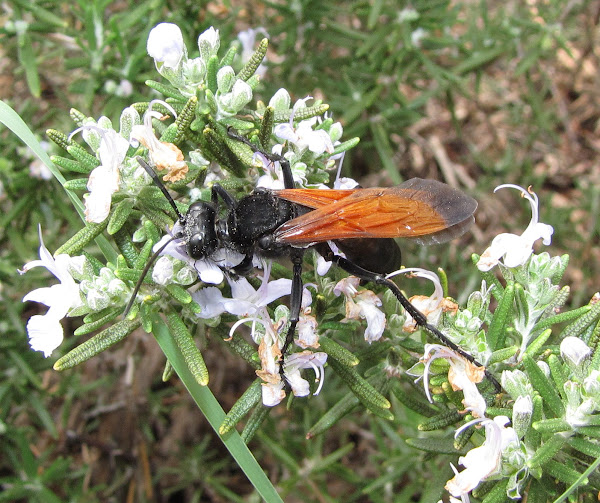 Sphecid wasp (female) | Project Noah